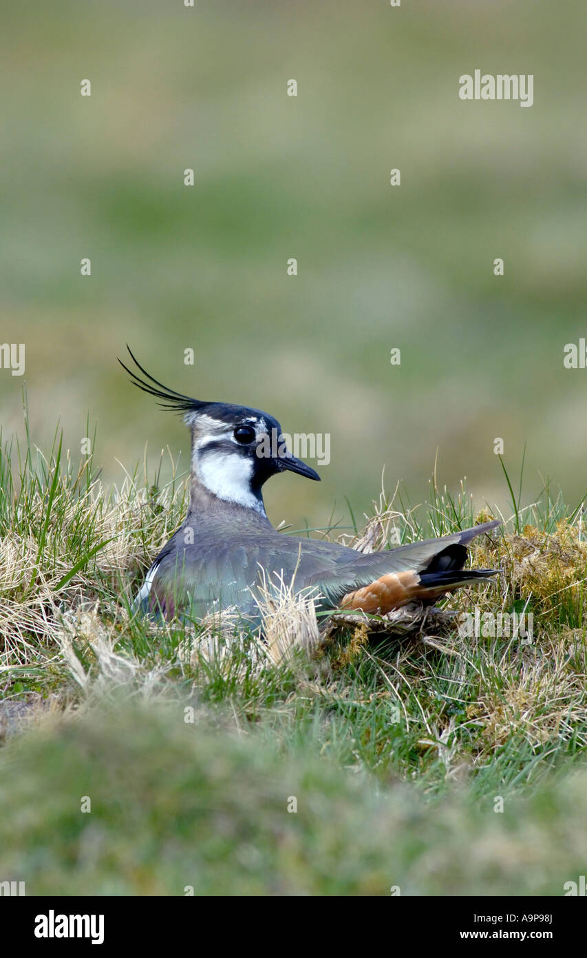 Lapwing vanellus sitting on hi-res stock photography and images - Alamy