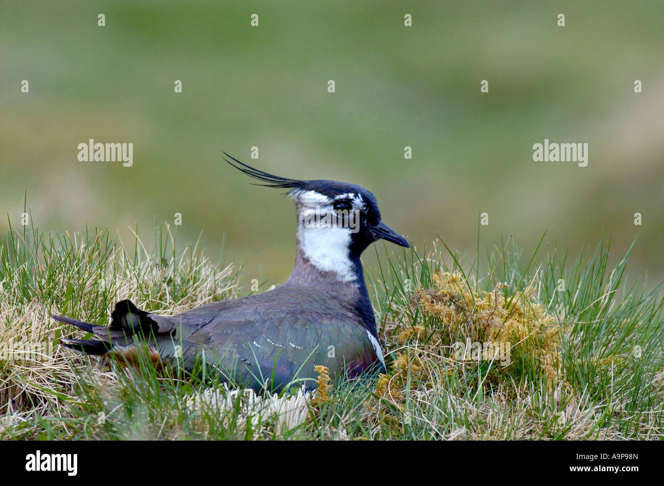 close up of a lapwing in breeding plumage sitting on nest Stock Photo ...