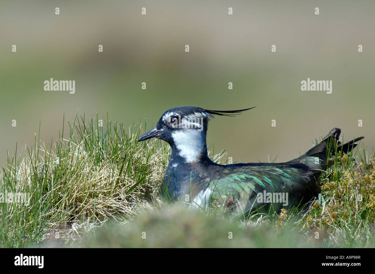 Lapwing nest grass hi-res stock photography and images - Alamy