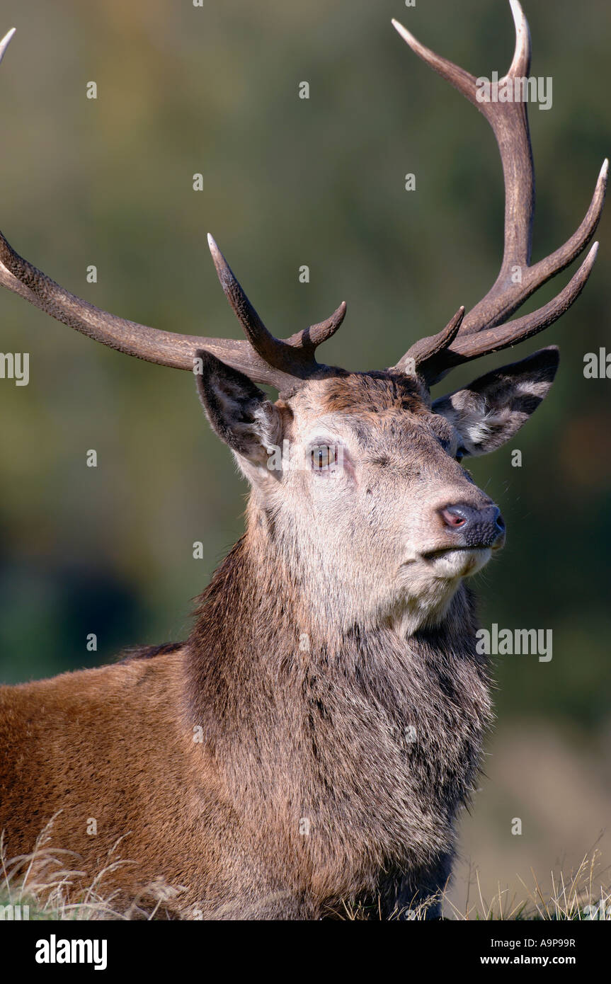 British native deer species hi-res stock photography and images - Alamy