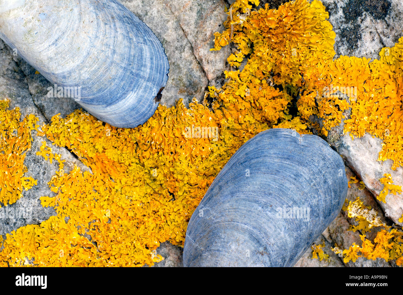 shells on lichen covered rock west coast of scotland Stock Photo - Alamy