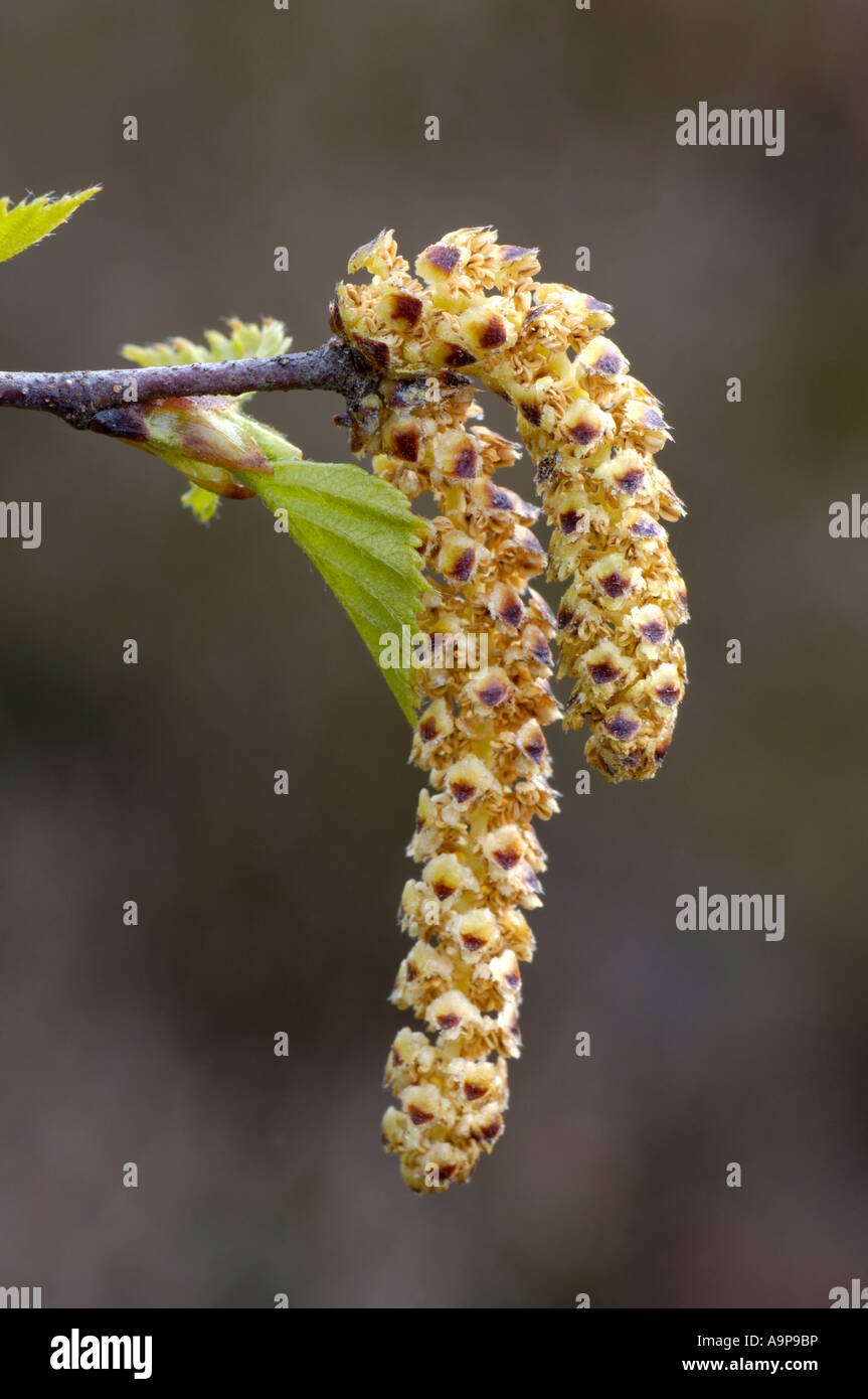 Silver birch catkins uk hi-res stock photography and images - Alamy