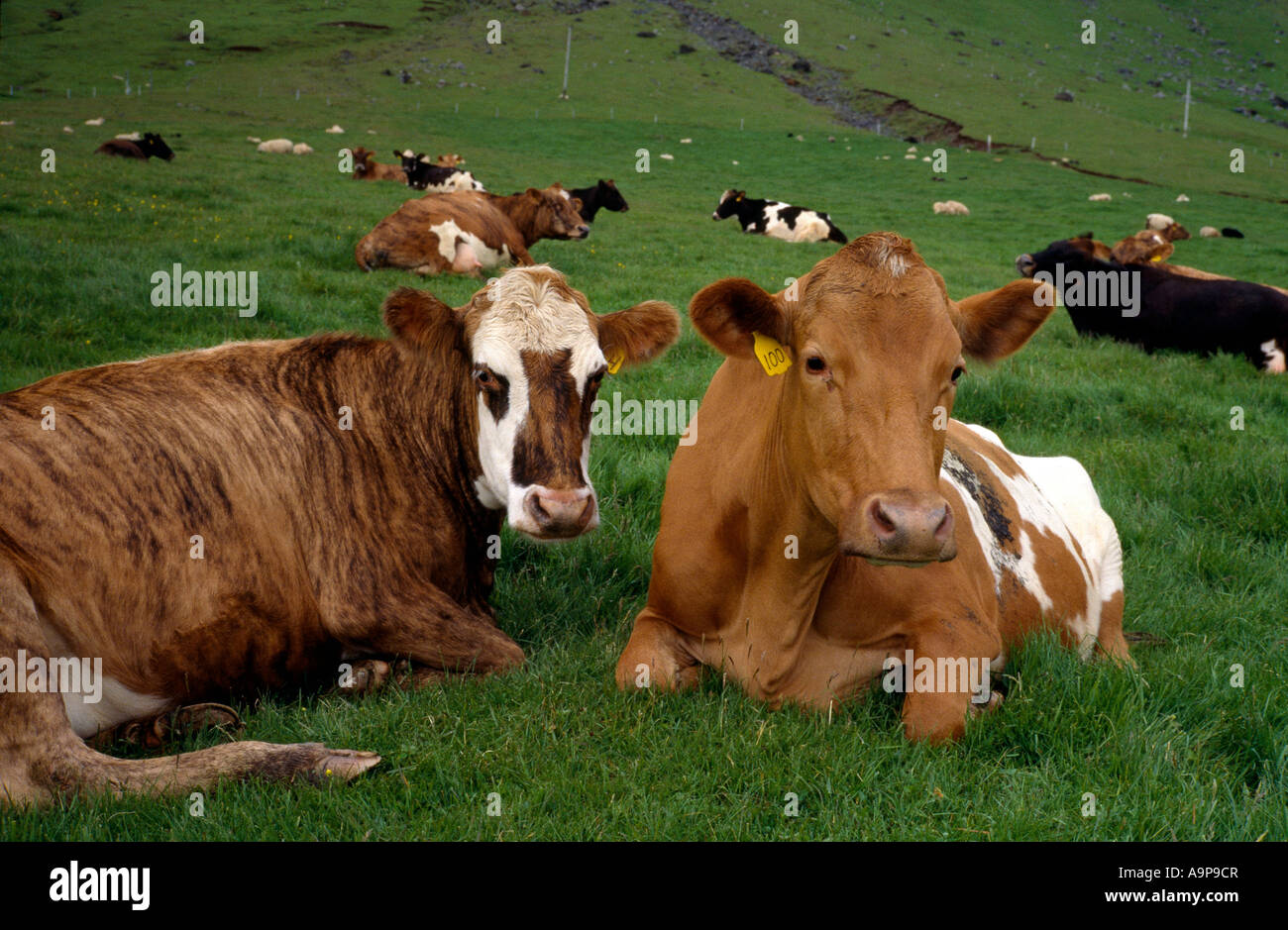Icelandic cows hi-res stock photography and images - Alamy