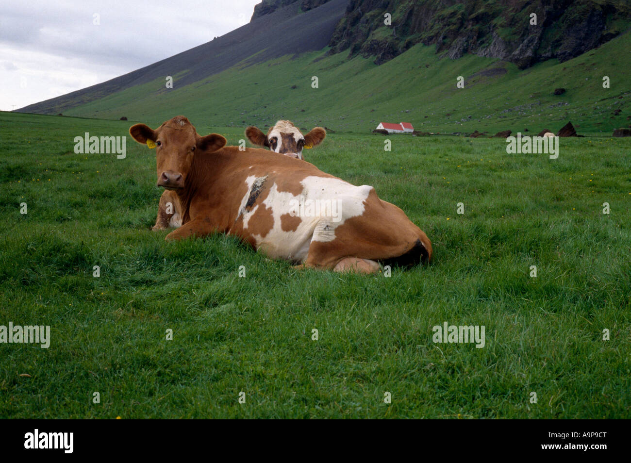 Icelandic cows hi-res stock photography and images - Alamy