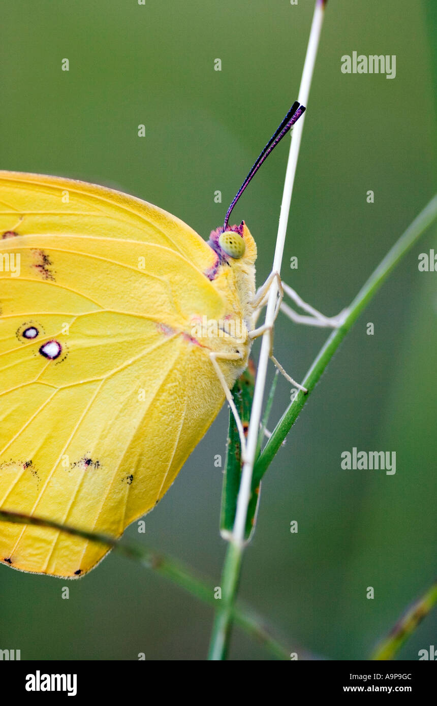 Catopsilia pomona. Common emigrant butterfly Stock Photo - Alamy
