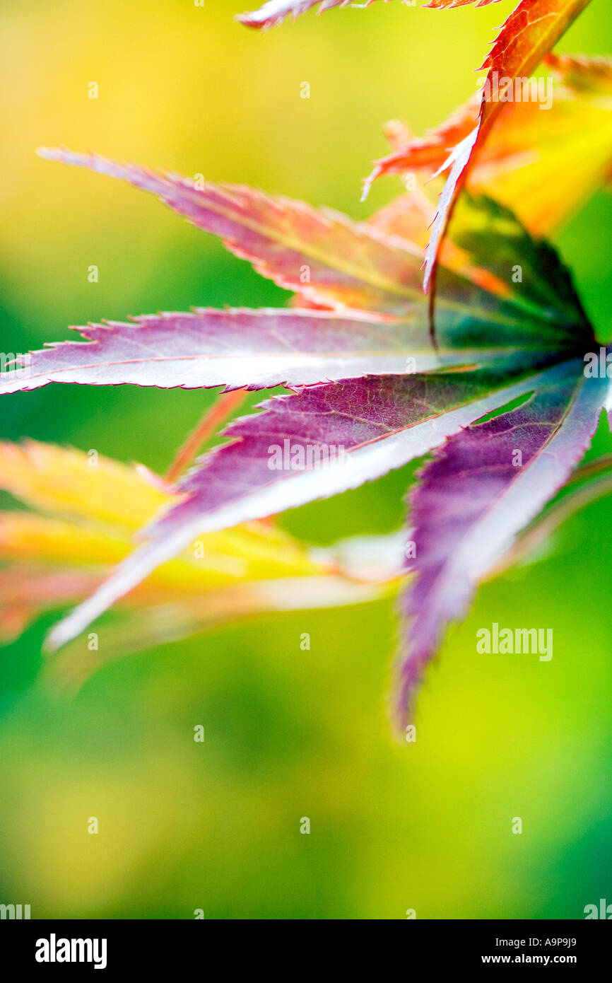 Japanese maple leaf cluster Stock Photo - Alamy