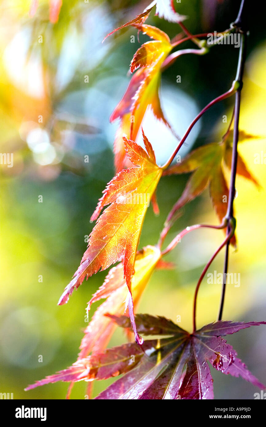 Japanese maple leaf cluster Stock Photo - Alamy