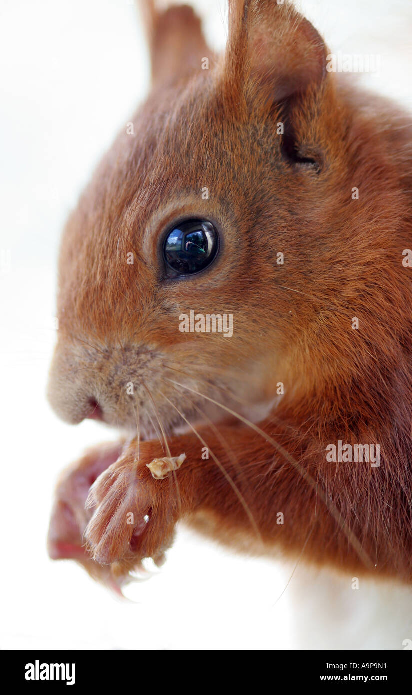 Endangered british wildlife hi-res stock photography and images - Alamy