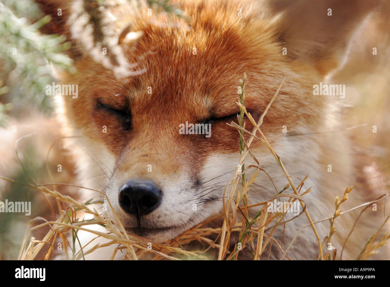 Fox resting in undergrowth Stock Photo - Alamy