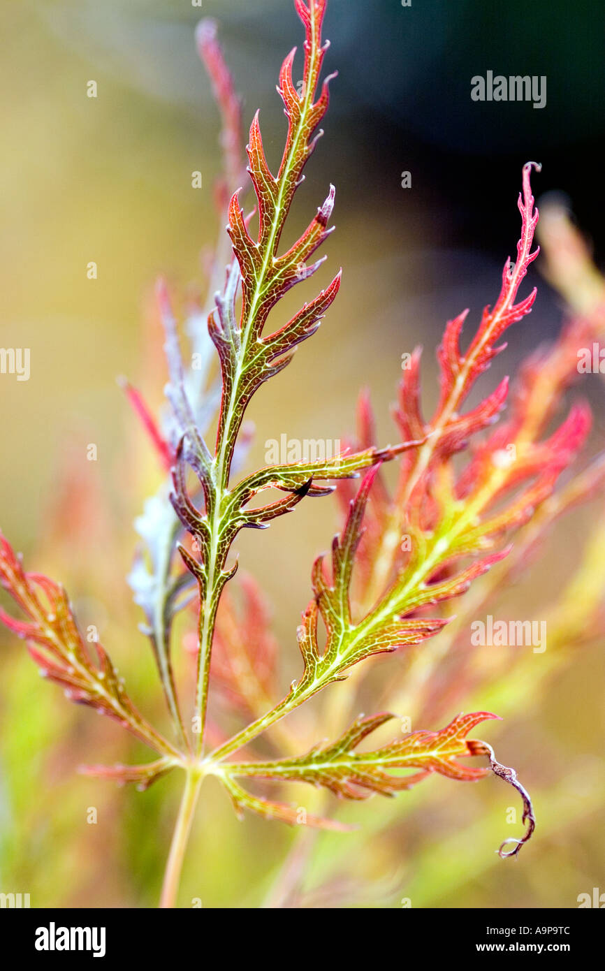 Dead acer leaf hi-res stock photography and images - Alamy