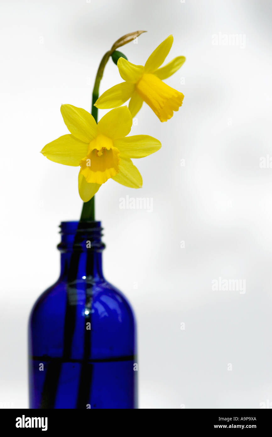 Daffodils in a blue bottle against a mottled white background Stock ...