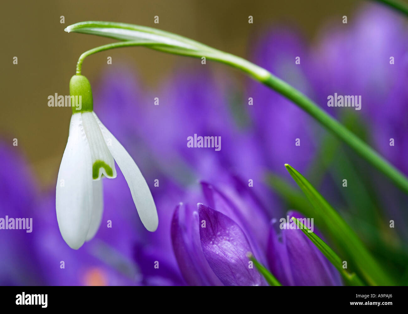 Snowdrop garden uk hi-res stock photography and images - Alamy