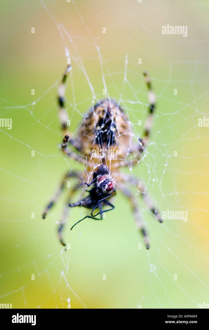 Spider catching insect hi-res stock photography and images - Alamy