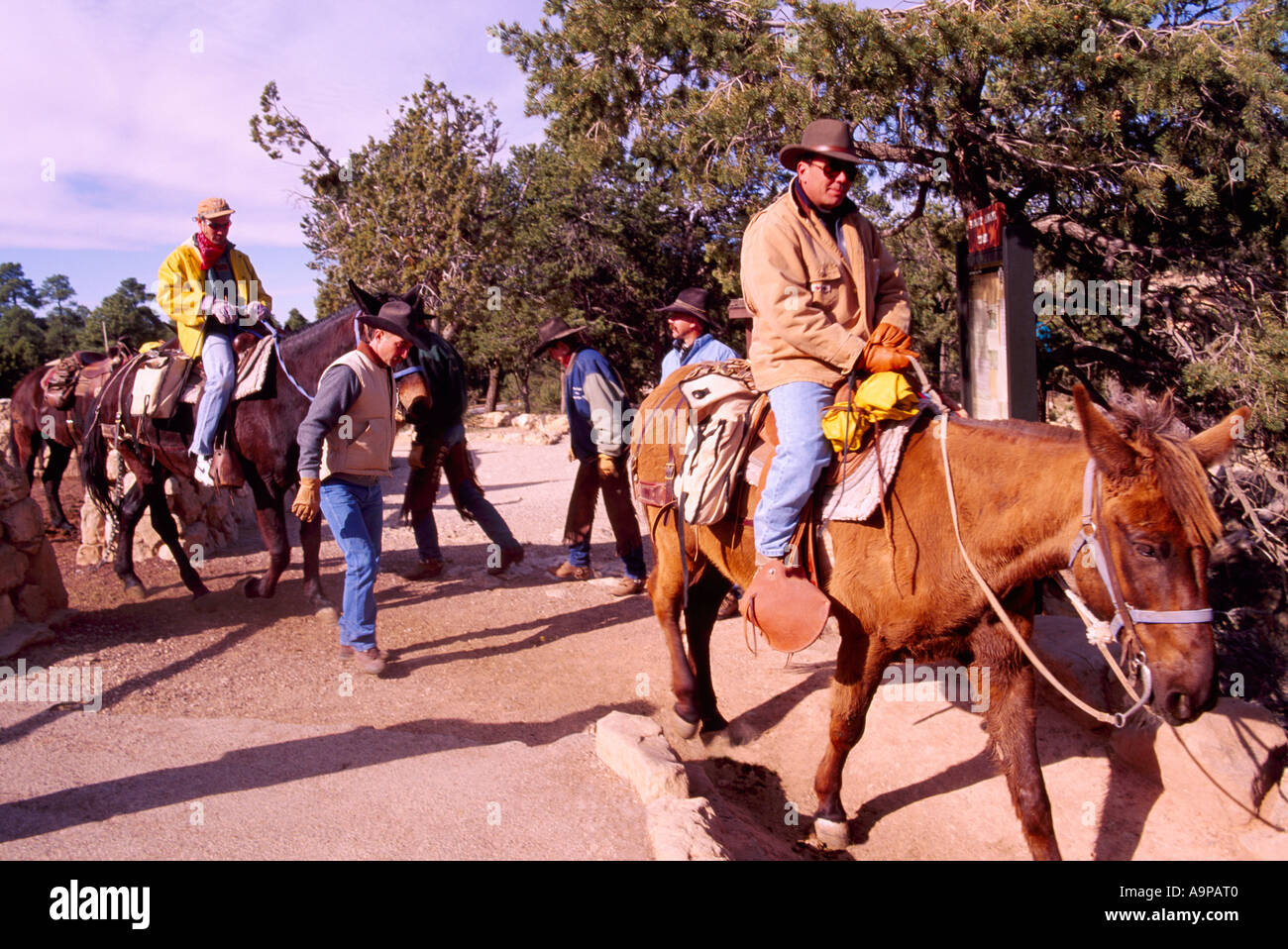 Trail Riders on Mules heading into the Grand Canyon from the South Rim ...