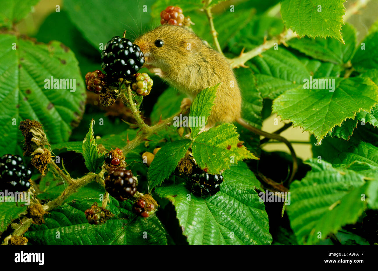 Harvest mouse eating black berry Stock Photo - Alamy