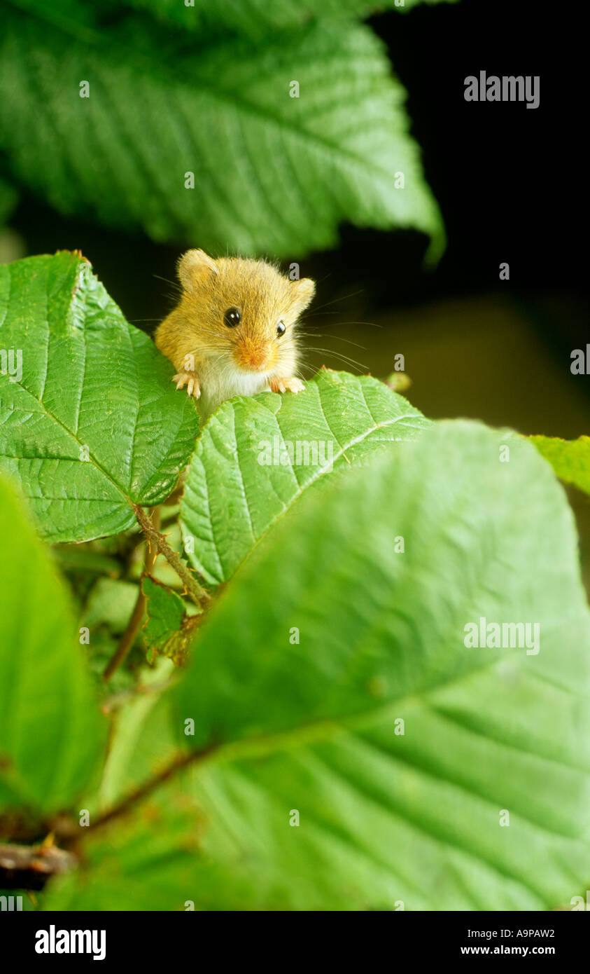 Harvest mouse berries hi-res stock photography and images - Alamy