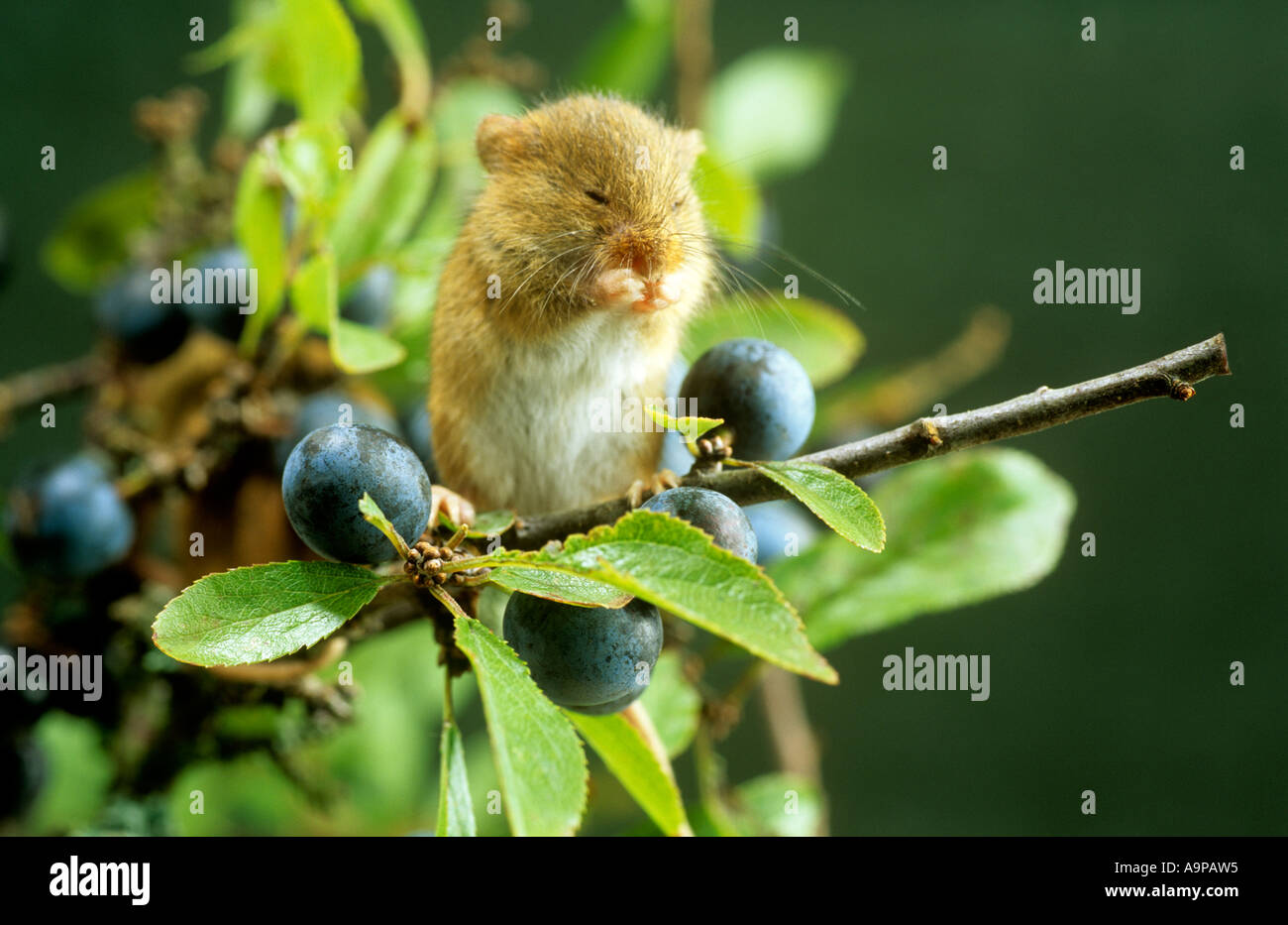 Mouse washing hi-res stock photography and images - Alamy