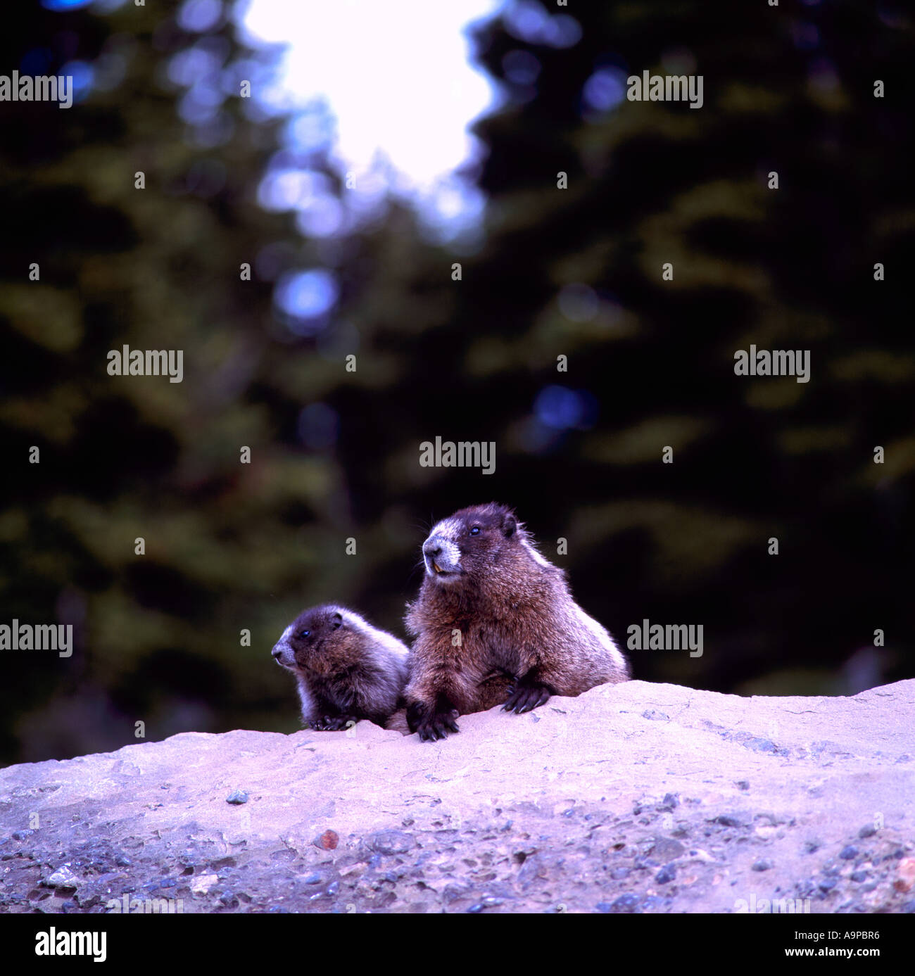 Female Hoary Marmot and Young with Latin Name of Marmota caligata ...