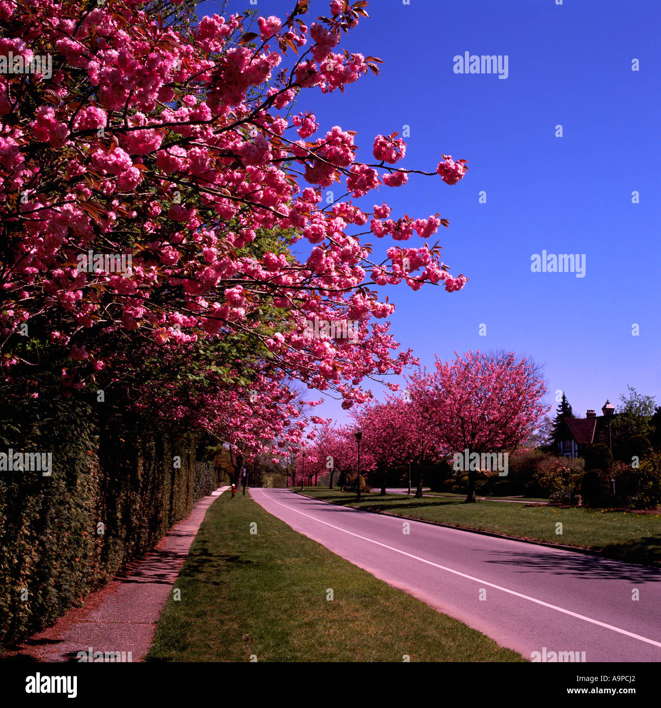 Japanese Cherry Trees in Bloom in Spring along Chancellor Boulevard ...