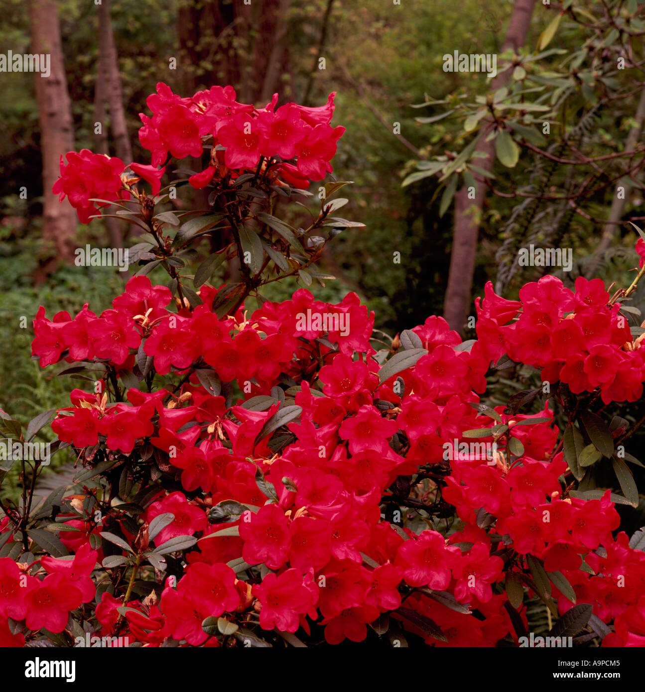 Red rhododendrons in woodland garden hi-res stock photography and ...