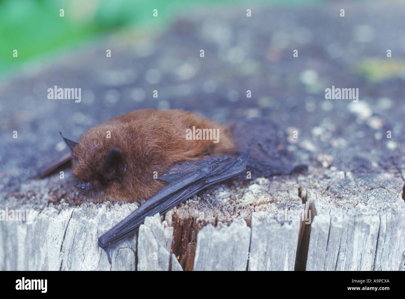 Little Brown Bat (Myotis lucifugus) lying on a Tree Stump - North Stock ...