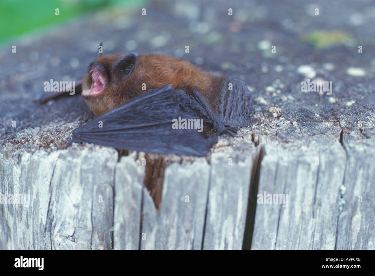 Little brown bat myotis lucifugus hi-res stock photography and images ...