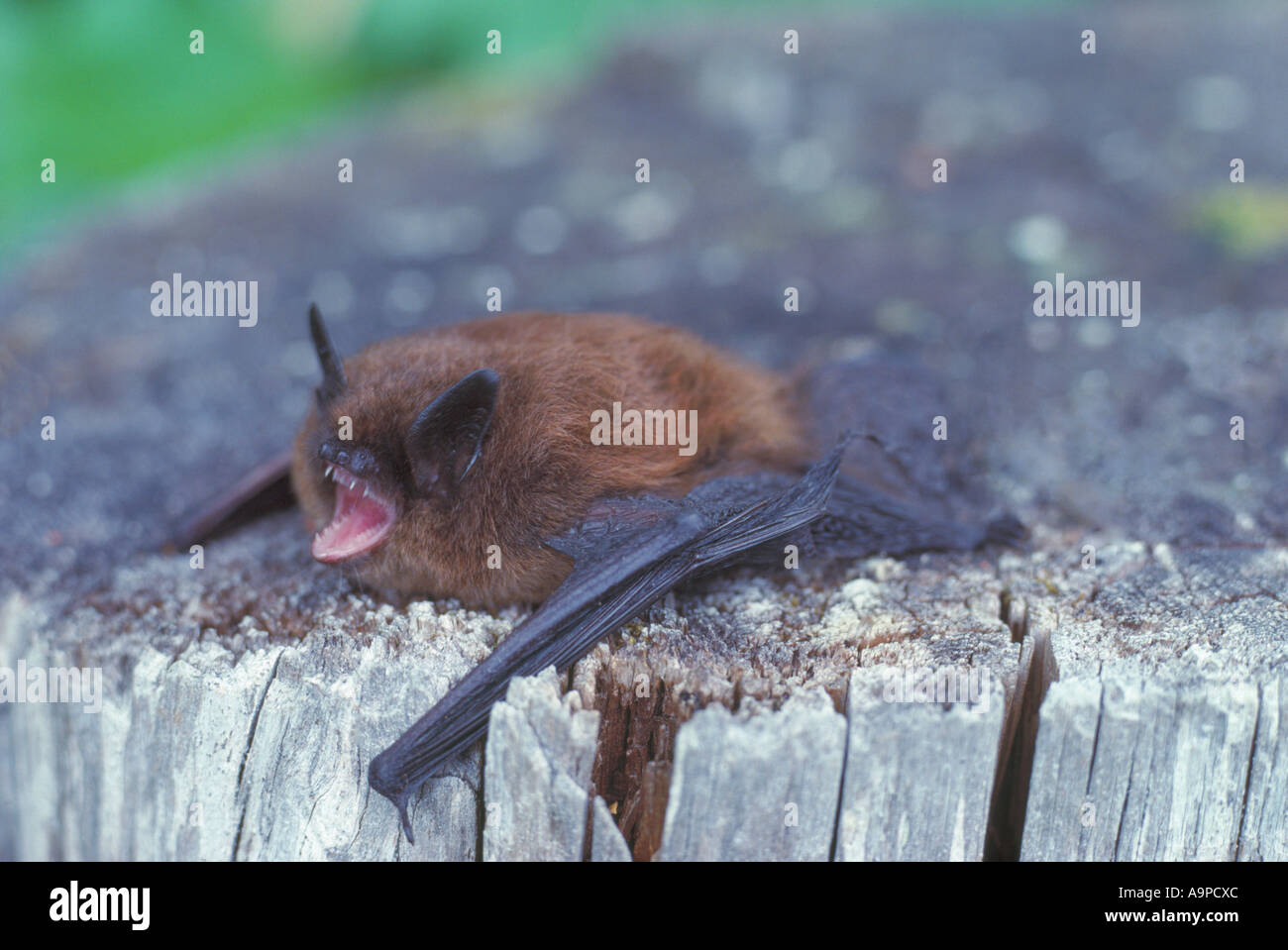 Little Brown Bat (Myotis lucifugus) lying on a Tree Stump - North ...