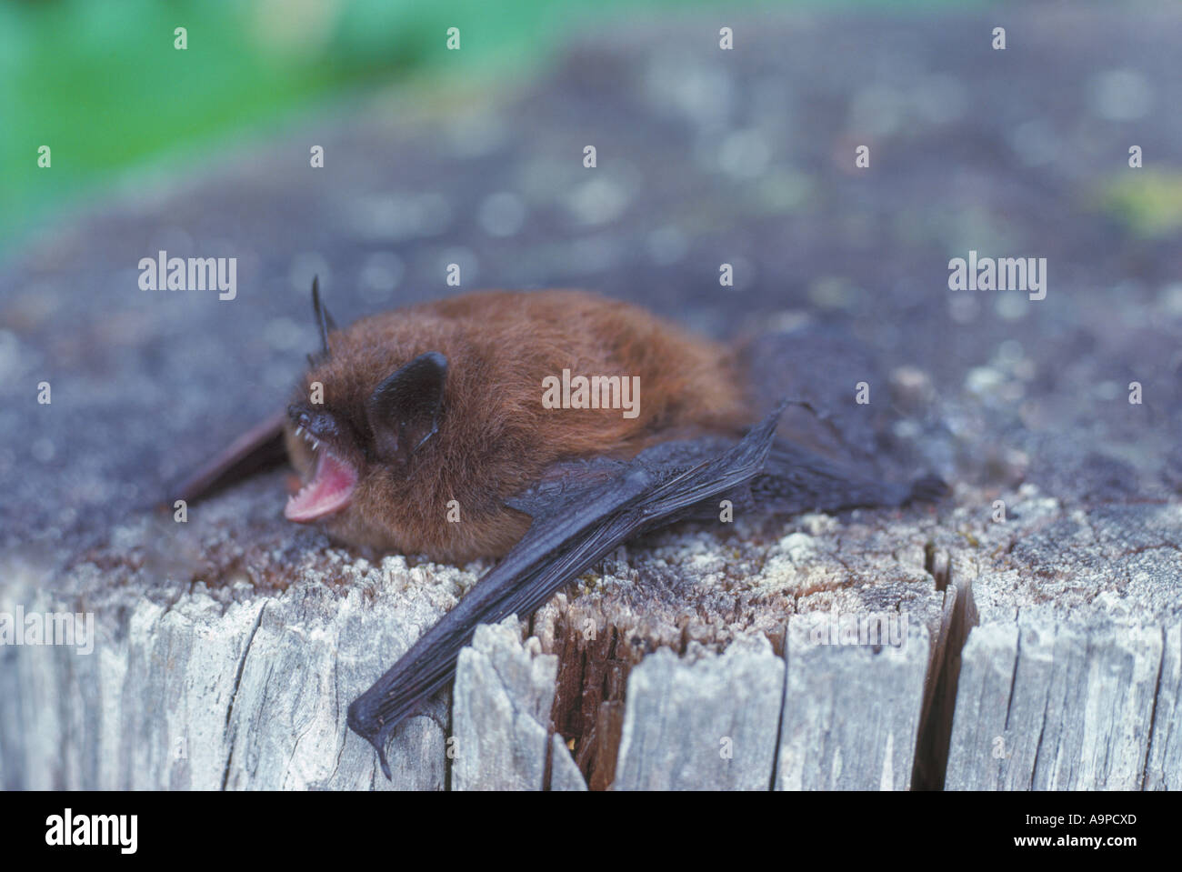 Little Brown Bat (Myotis lucifugus) lying on a Tree Stump - North ...