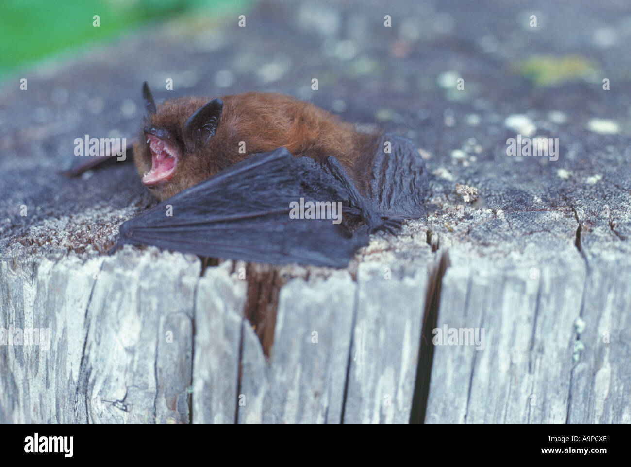 Little Brown Bat (Myotis lucifugus) spreading Wings on a Tree Stump ...