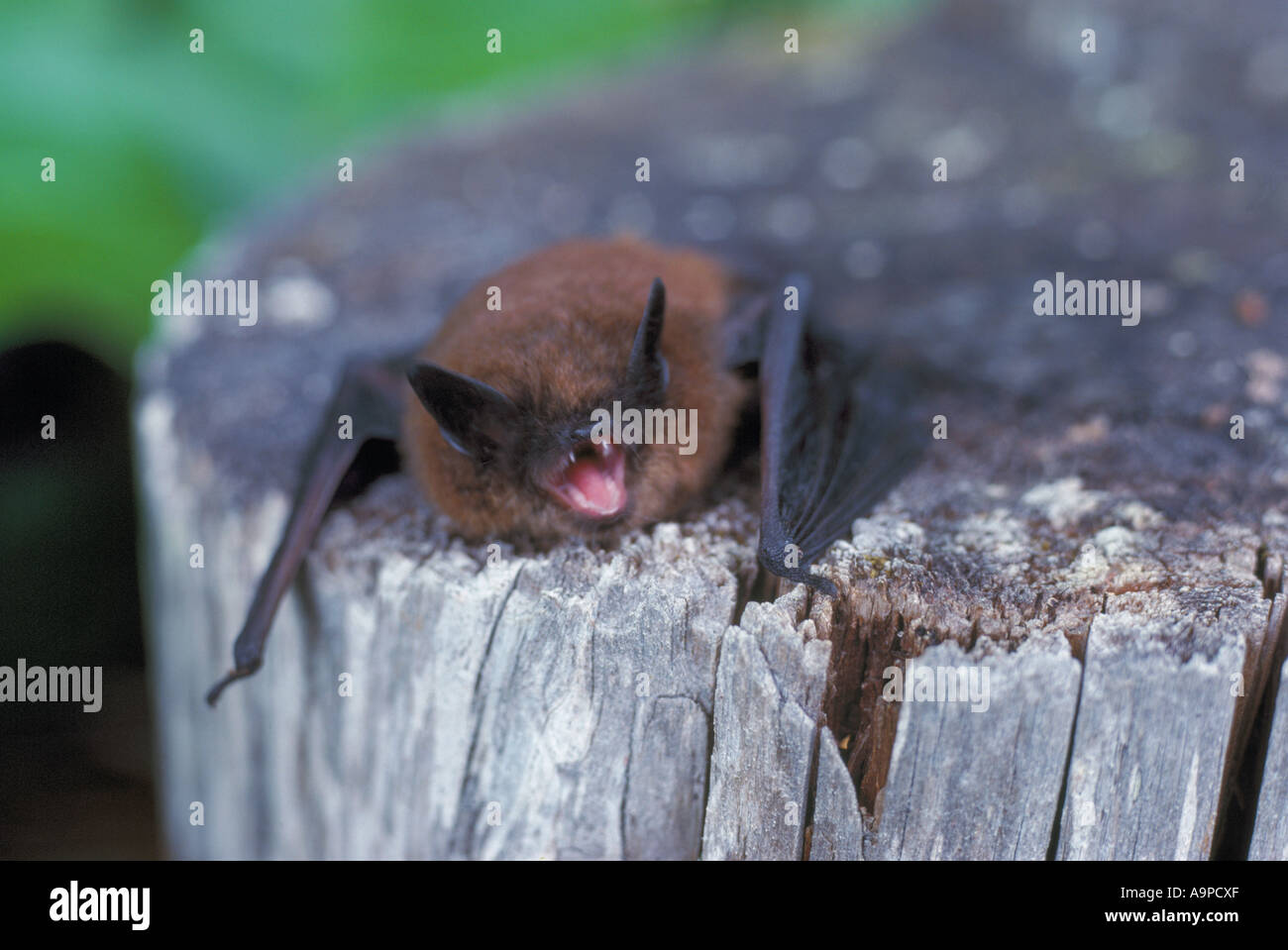 Little brown bat myotis lucifugus hi-res stock photography and images ...