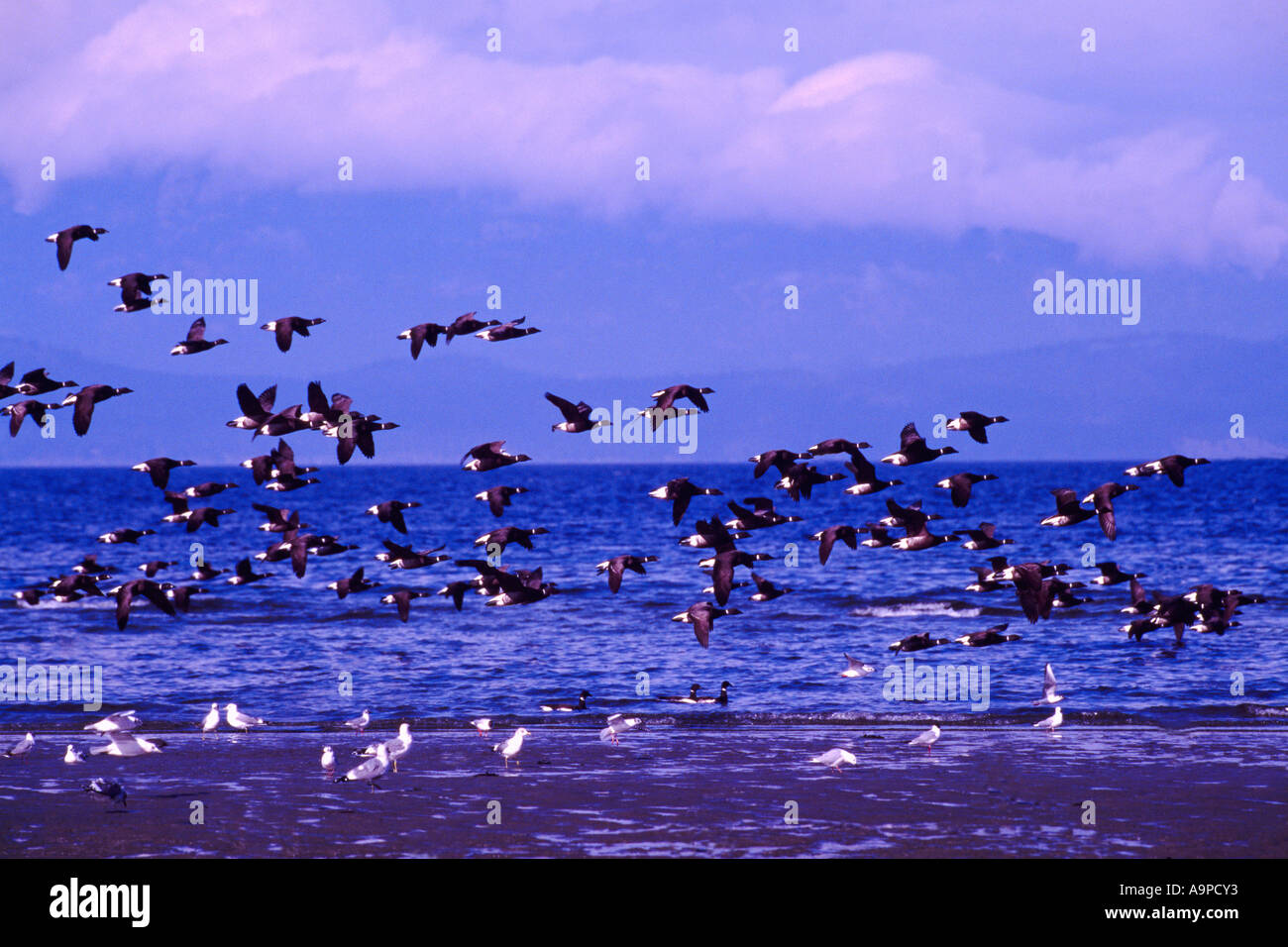 Pacific Black Brant Geese with Latin Name of Branta bernicla on ...