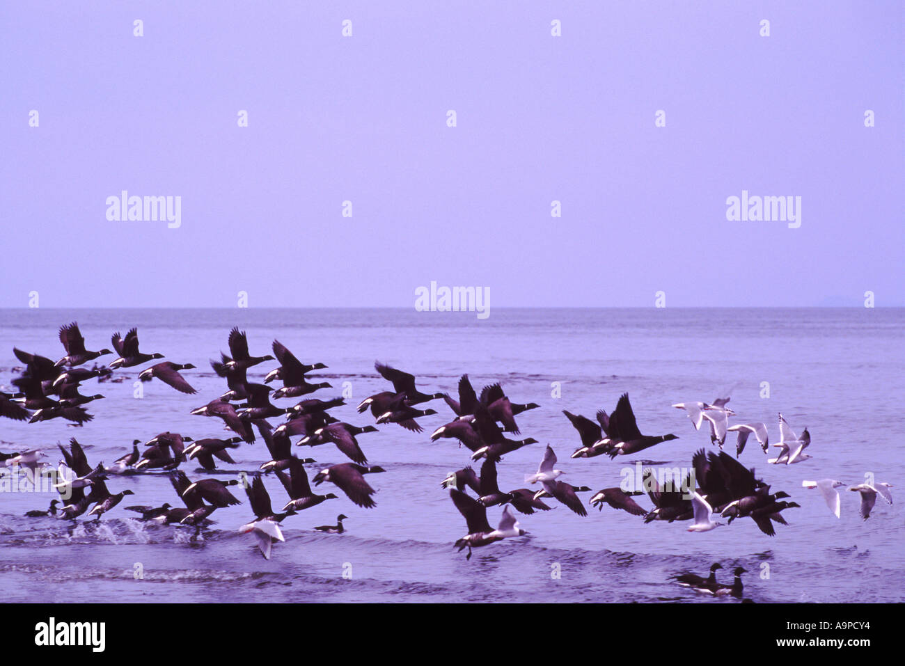 Pacific Black Brant Geese with Latin Name of Branta bernicla on ...