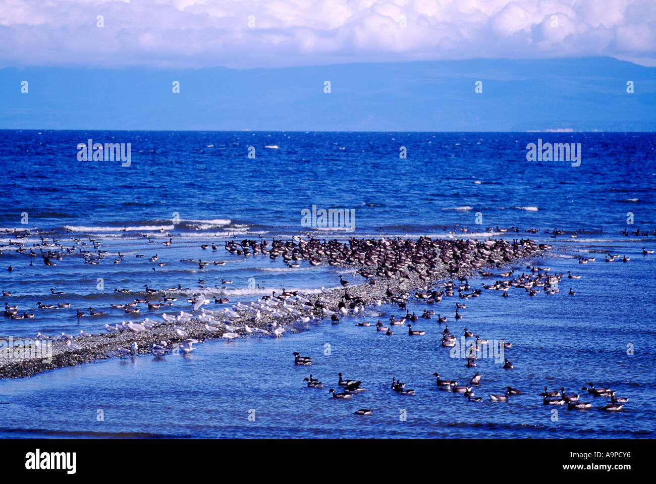 Canadian geese brant geese hi-res stock photography and images - Alamy