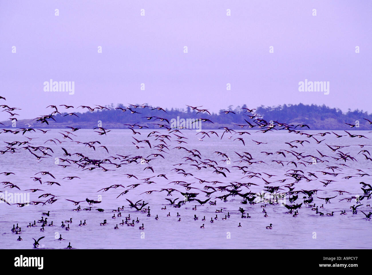 Brant geese flock flight fly migration hi-res stock photography and ...