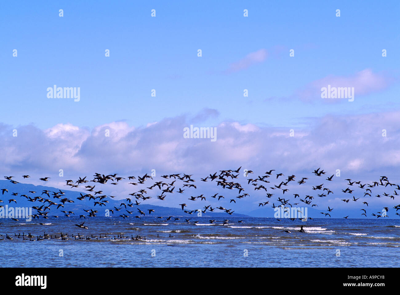 Brant geese flock flight fly migration hi-res stock photography and ...