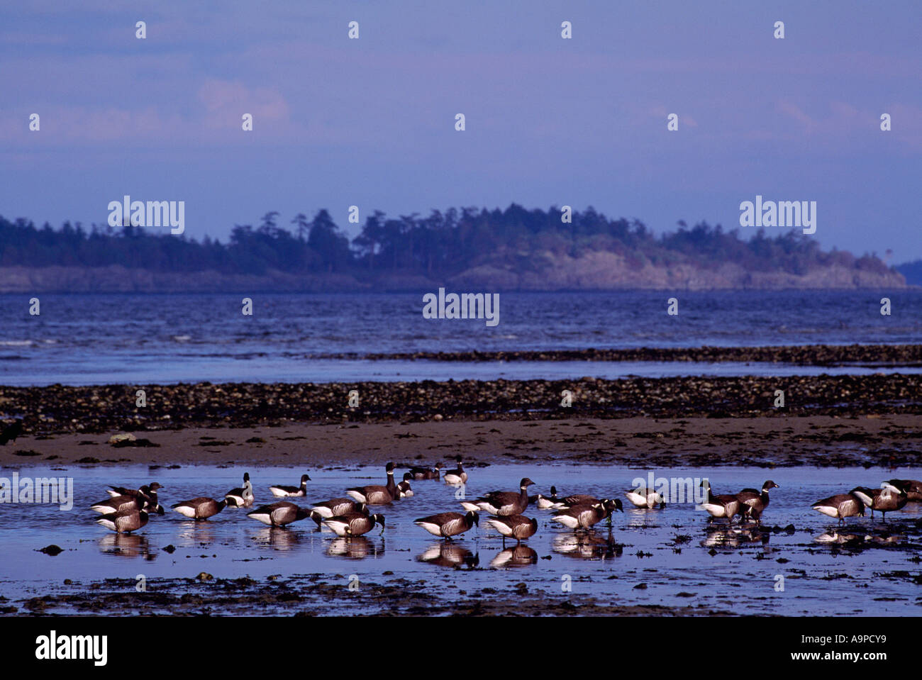 Canadian geese brant geese hi-res stock photography and images - Alamy