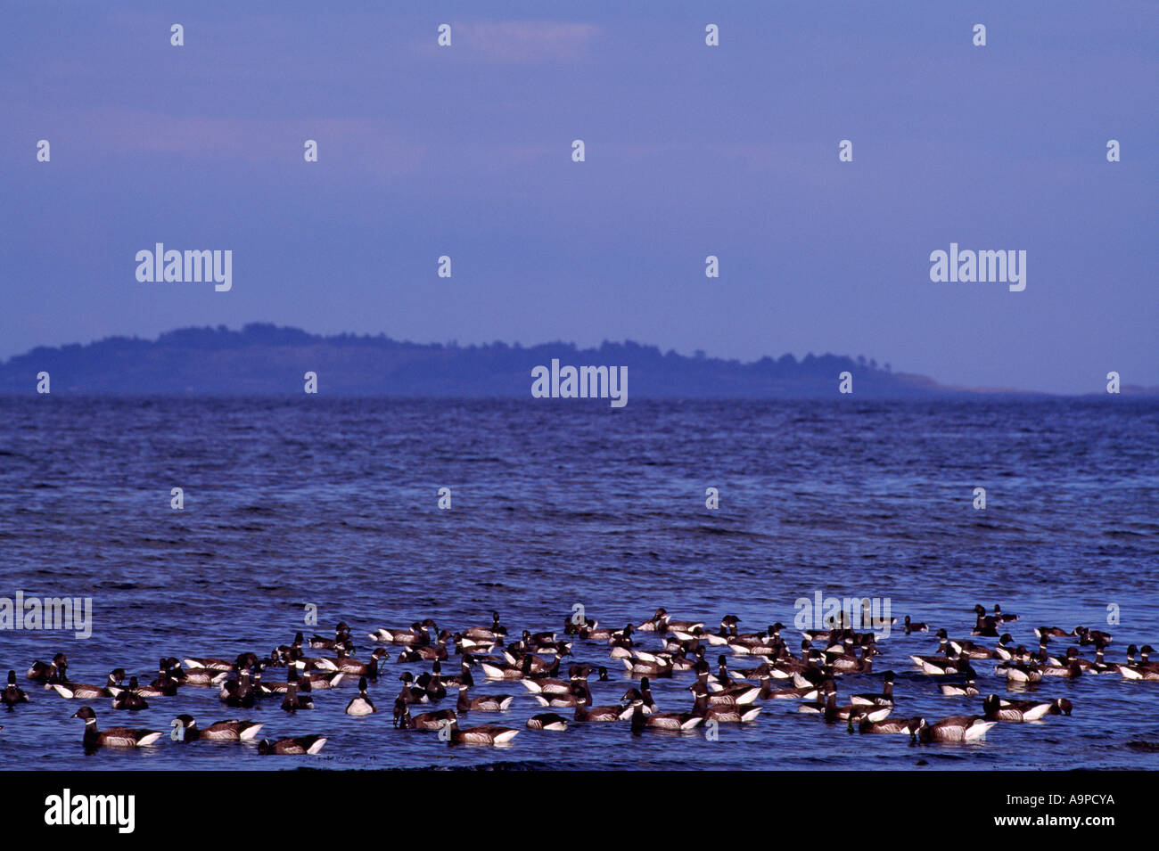 Pacific black brant geese hi-res stock photography and images - Alamy