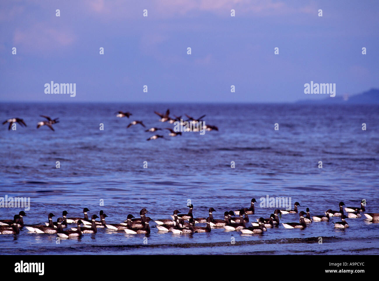 Canadian geese brant geese hi-res stock photography and images - Alamy