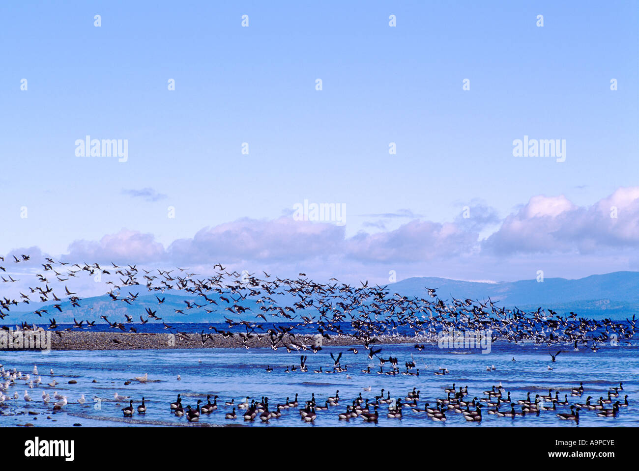 Brant geese flock flight fly migration hi-res stock photography and ...