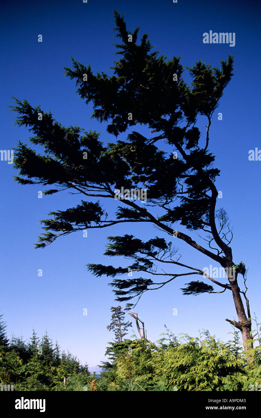 A Windblown Coniferous Tree along the Pacific West Coast Shore of ...