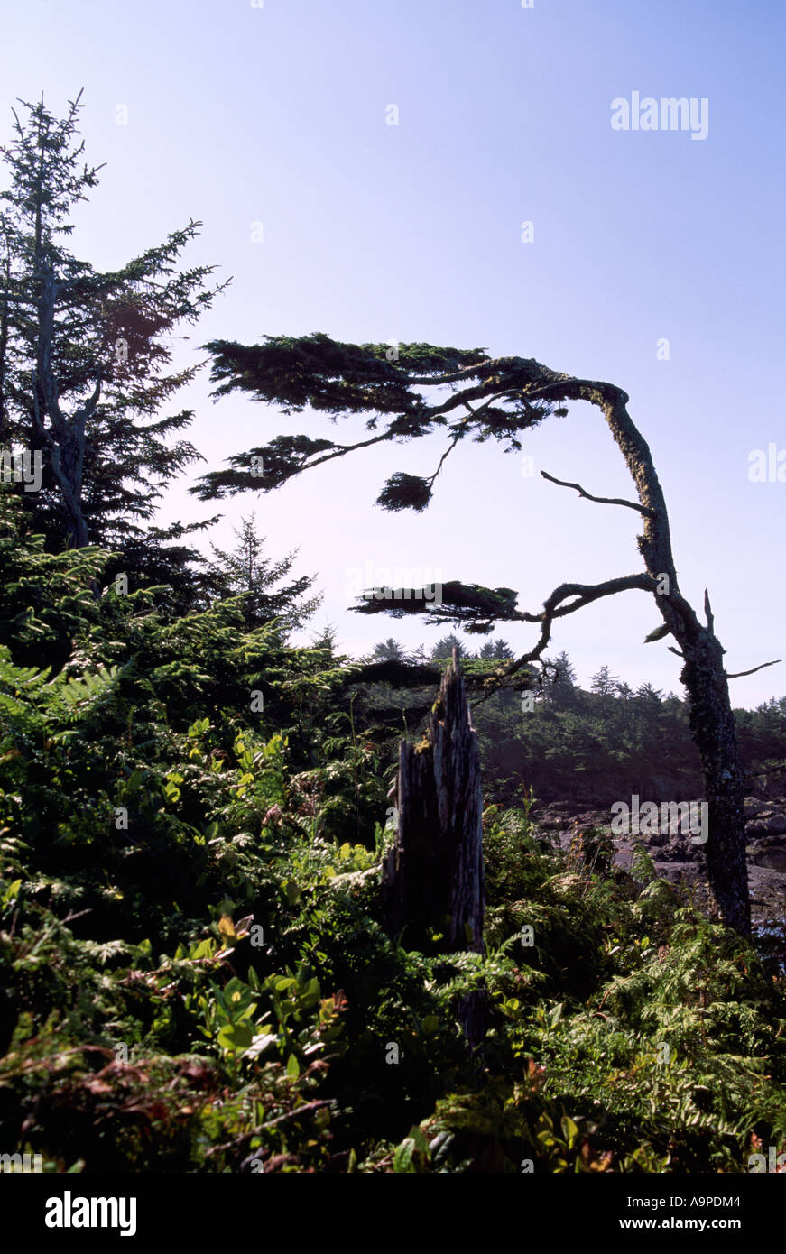 A Windblown Coniferous Tree along the Pacific West Coast Shore of ...