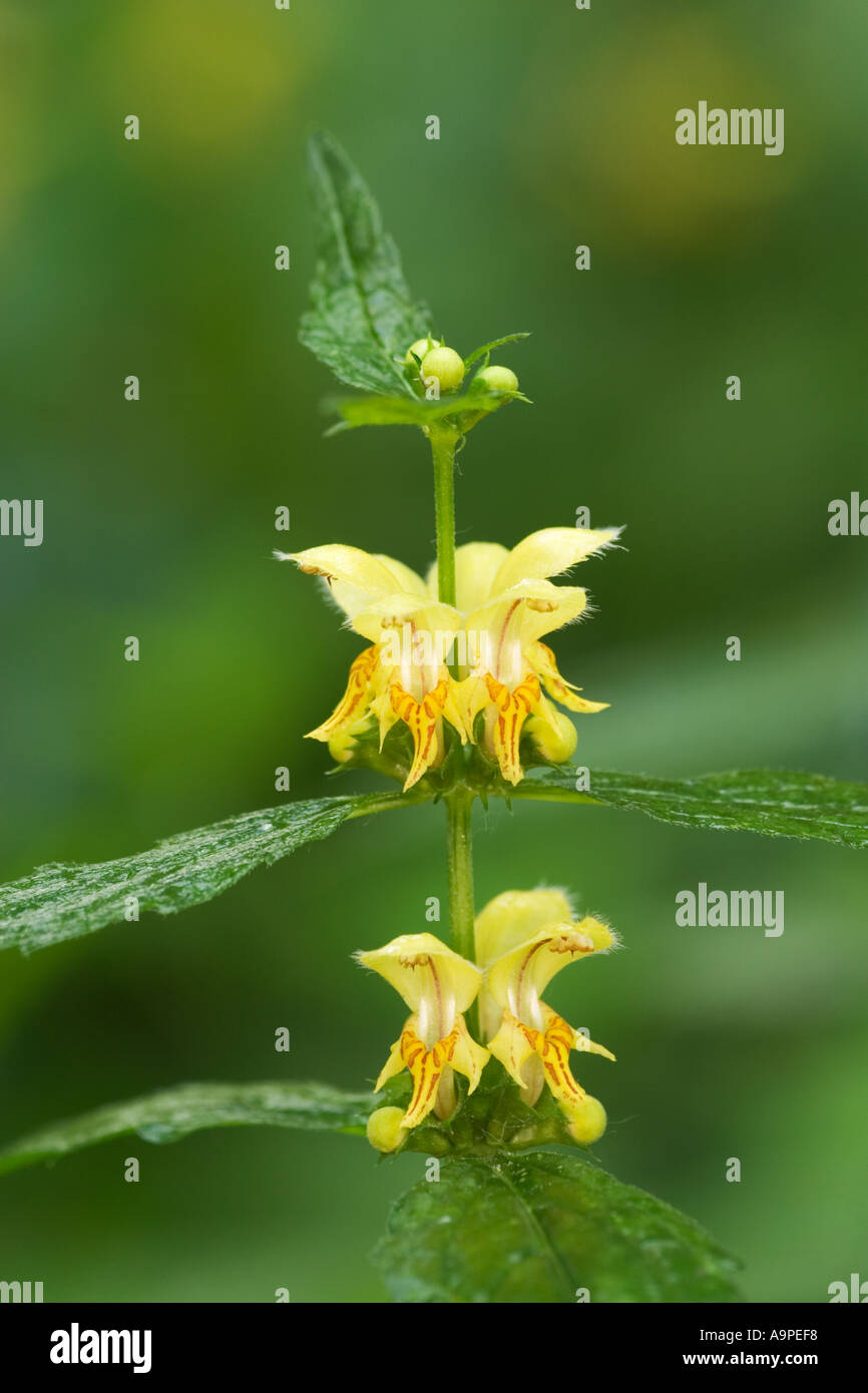 Yellow Archangel Lamiastrum galeobdolon Germany Stock Photo - Alamy