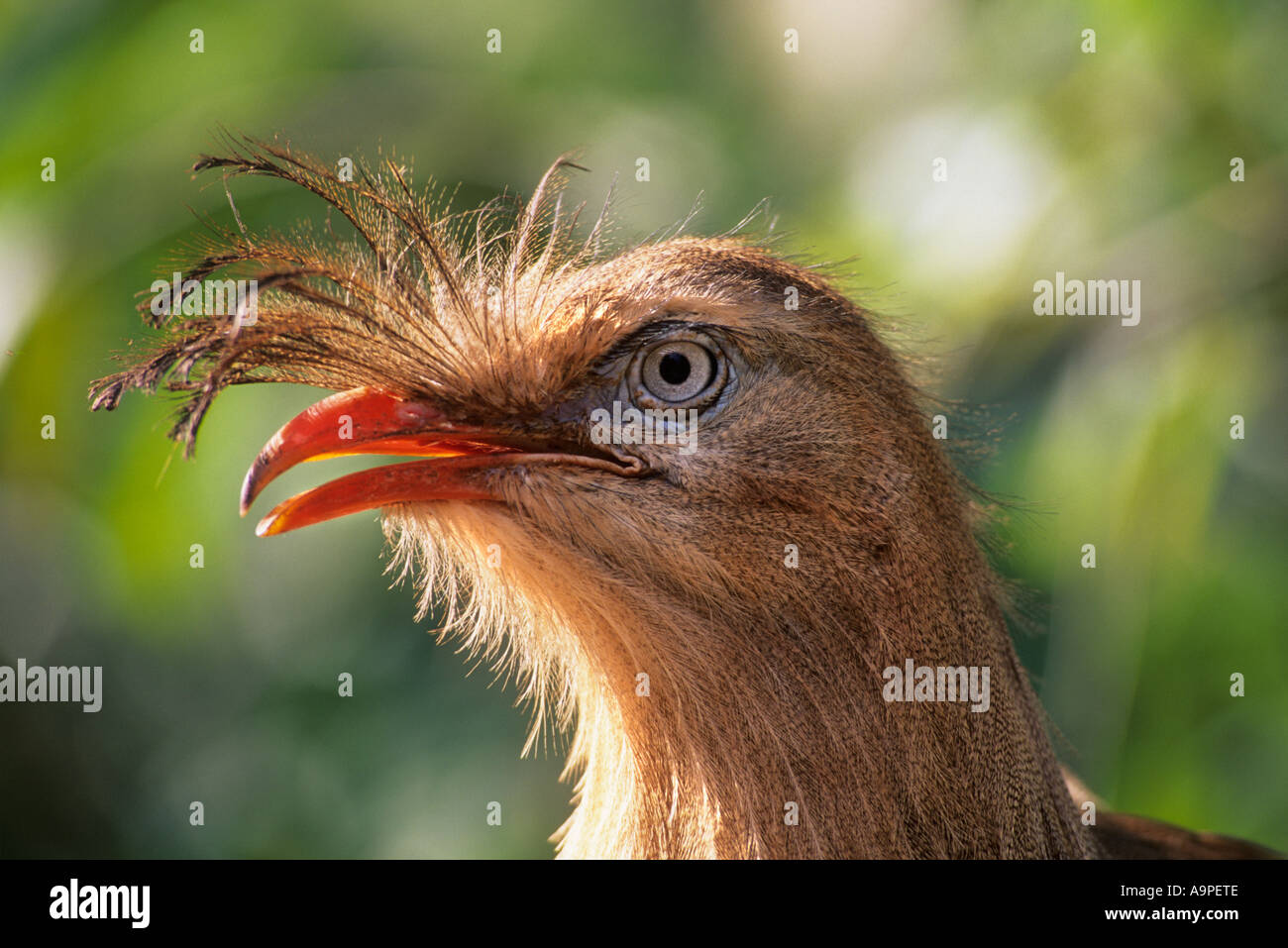Captive red legged seriema cariama cristata hi-res stock photography ...