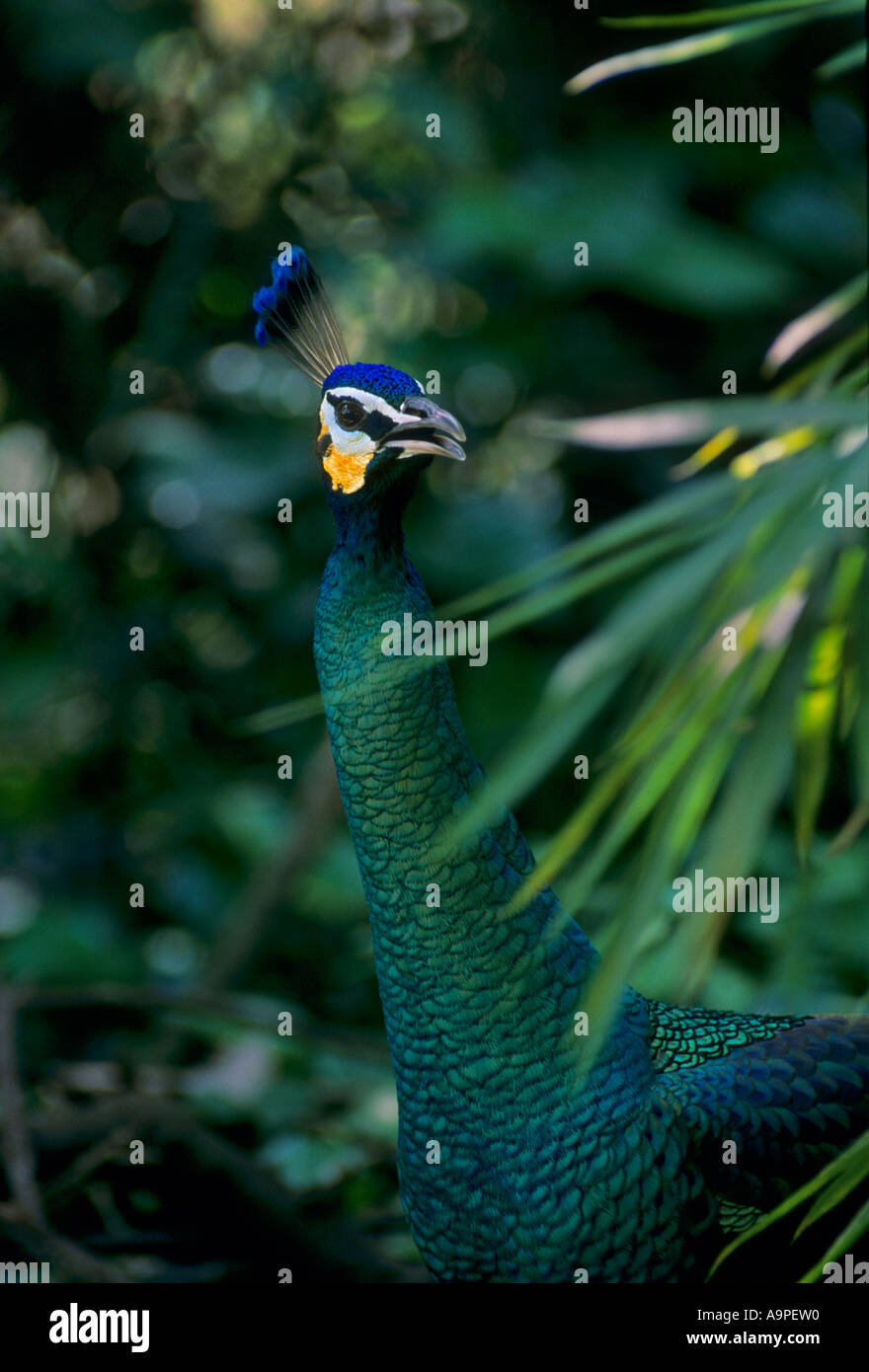Green peacock Pavo muticus Southeast Asia Captive Stock Photo - Alamy