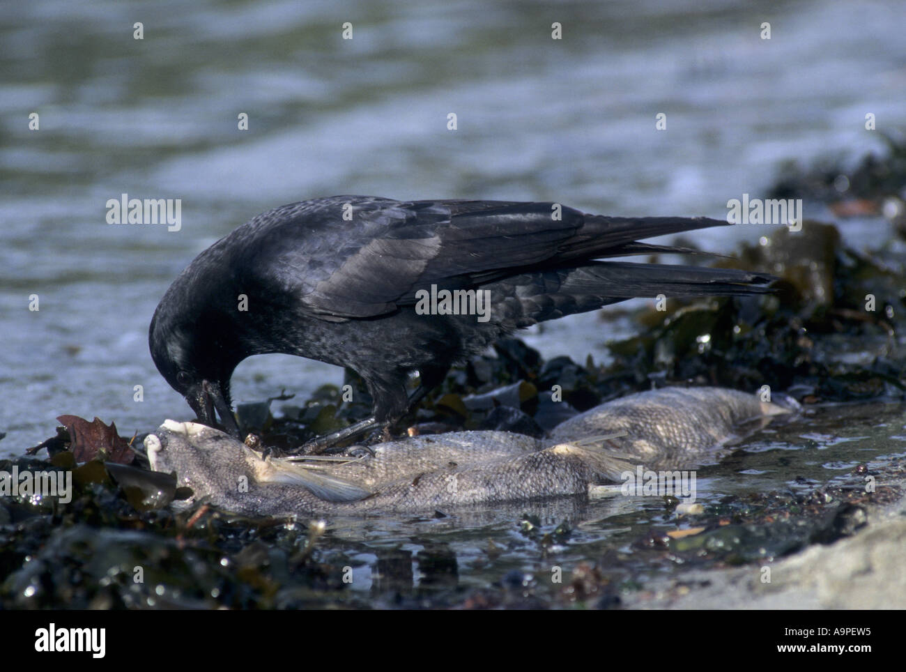 Northwestern Crow Corvus caurinus feeding on washed up salmon Stanley ...