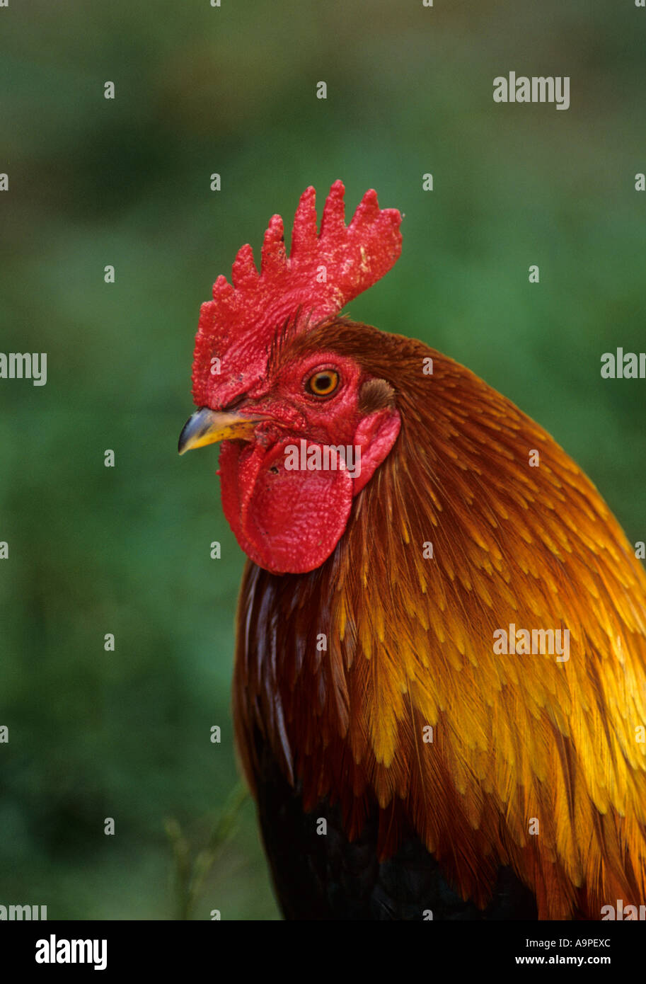 Red junglefowl gallus gallus asia hi-res stock photography and images ...