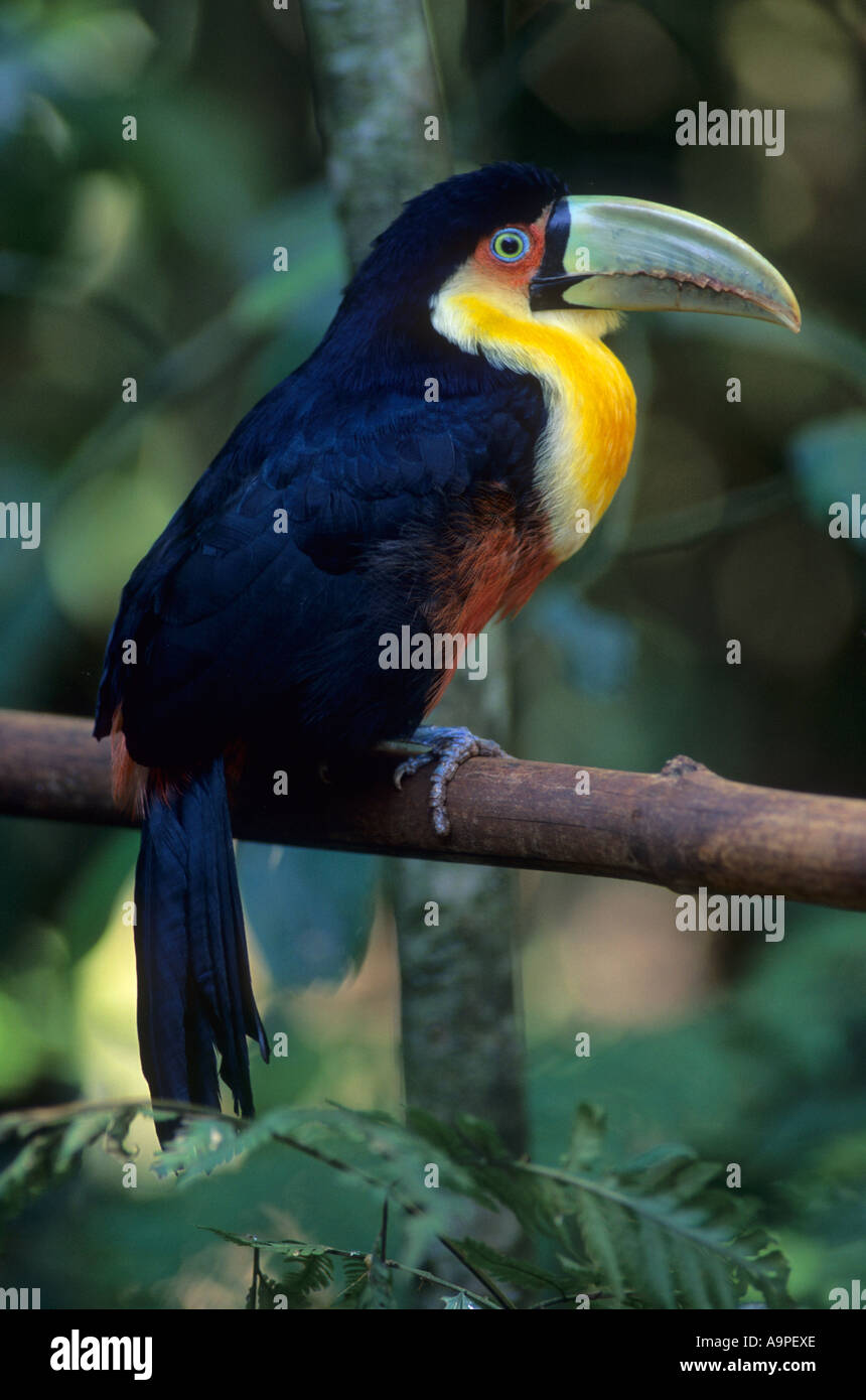 Red breasted toucan ramphastos hi-res stock photography and images - Alamy