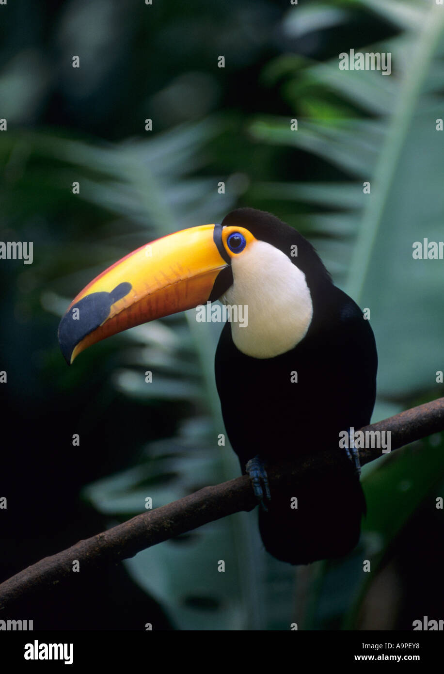 Toco Toucan Ramphastos toco Tropical South America Captive Stock Photo ...