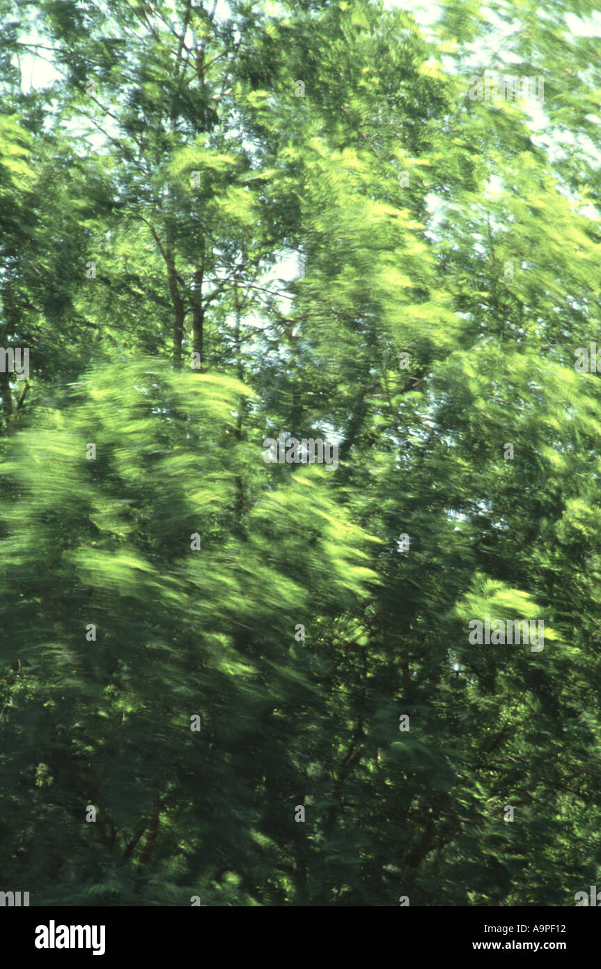 impressionistic tree waving in wind Stock Photo - Alamy