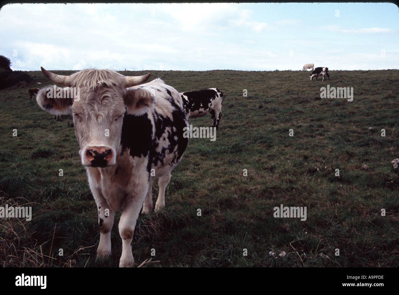Normande cows in field hi-res stock photography and images - Alamy